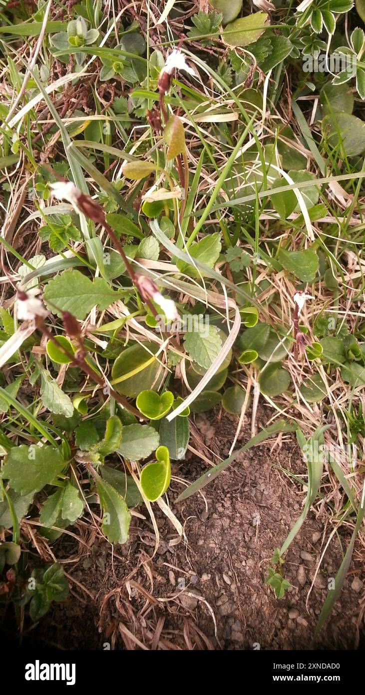 Alpine Snowbell (Soldanella alpina) Plantae Stock Photo - Alamy