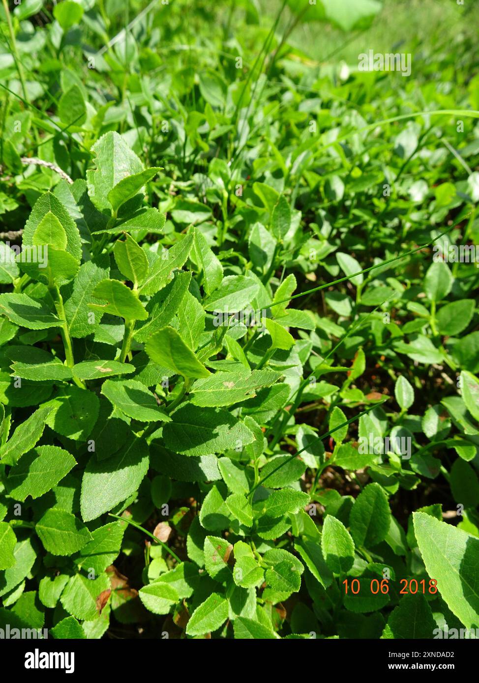 common bilberry (Vaccinium myrtillus) Plantae Stock Photo - Alamy