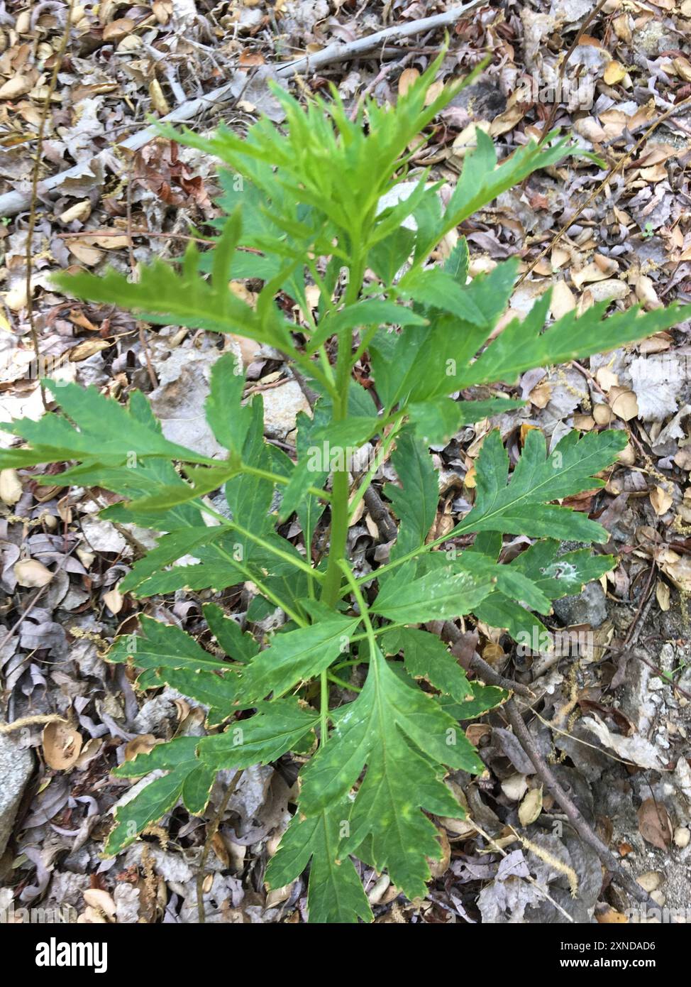 durango root (Datisca glomerata) Plantae Stock Photo - Alamy
