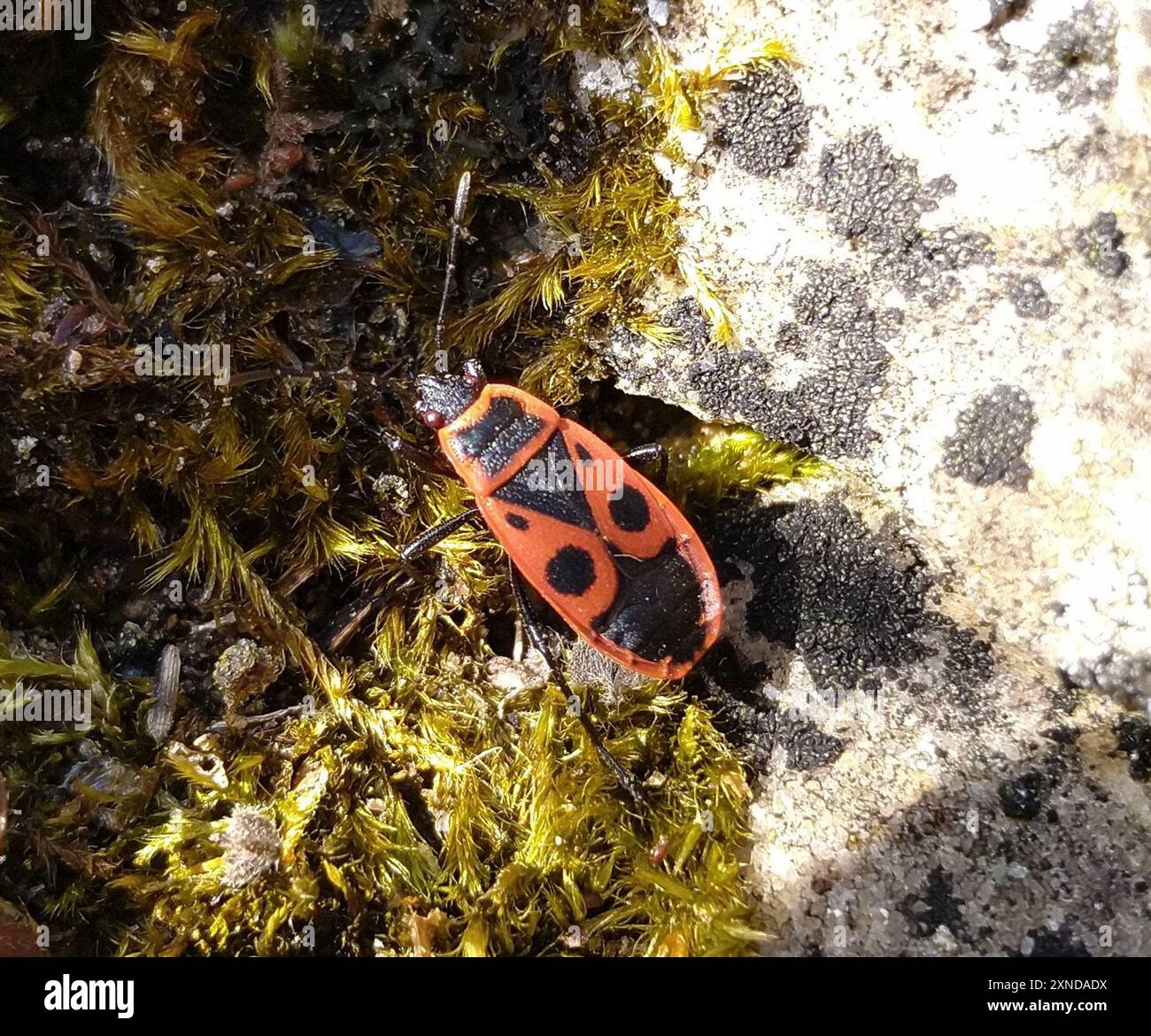 European Firebug (Pyrrhocoris apterus) Insecta Stock Photo - Alamy