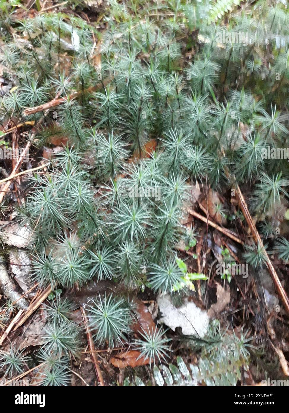 giant moss (Dawsonia superba) Plantae Stock Photo - Alamy