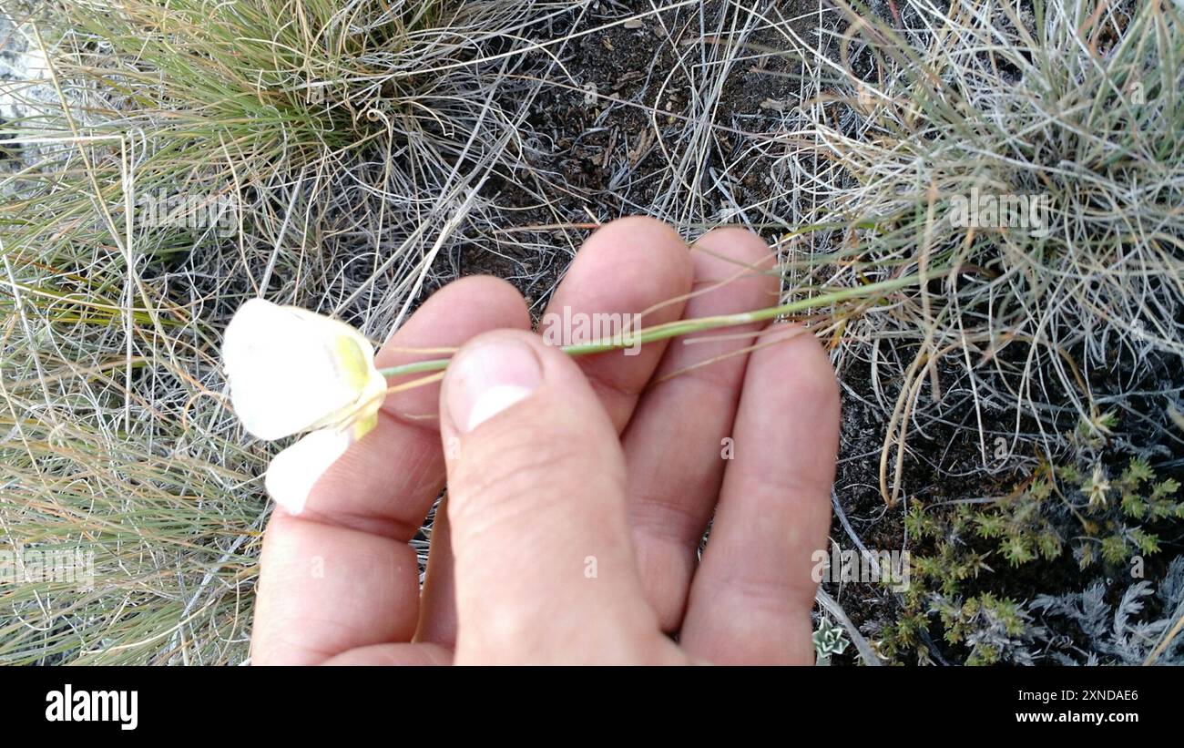 Gunnison's Mariposa Lily (Calochortus gunnisonii) Plantae Stock Photo ...