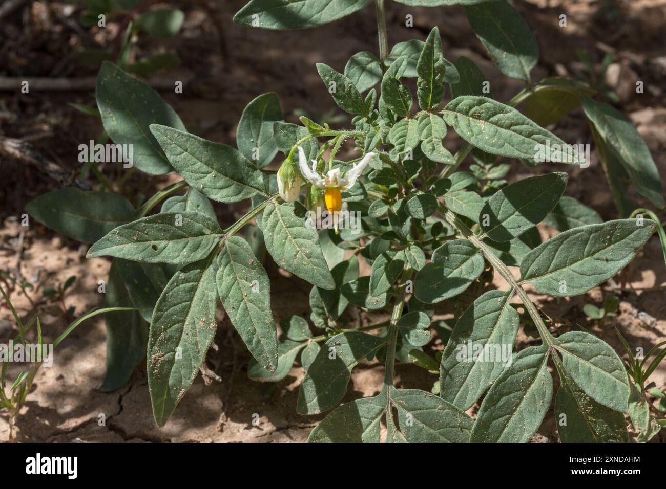 wild potato (Solanum jamesii) Plantae Stock Photo - Alamy