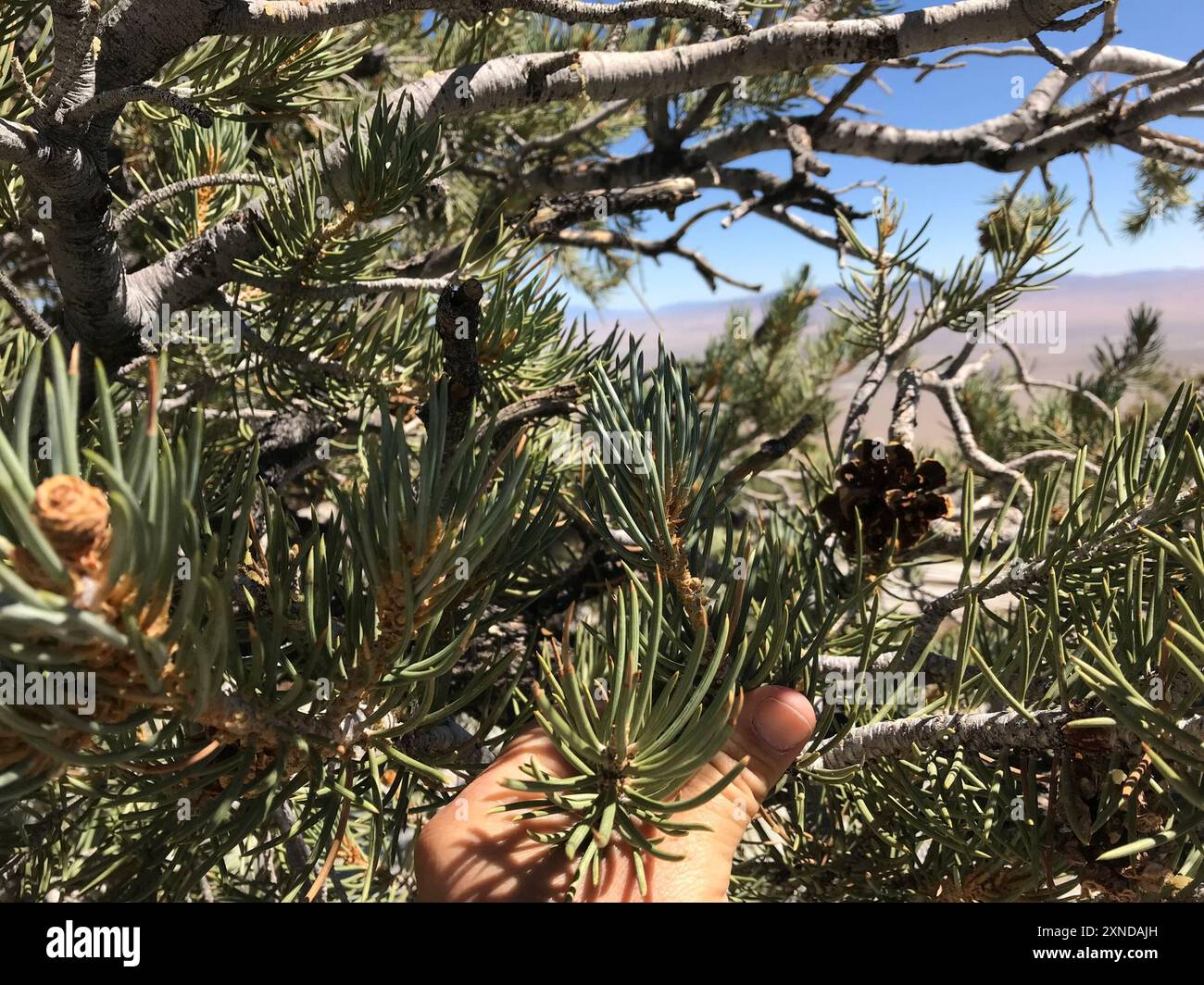 singleleaf pinyon (Pinus monophylla) Plantae Stock Photo - Alamy