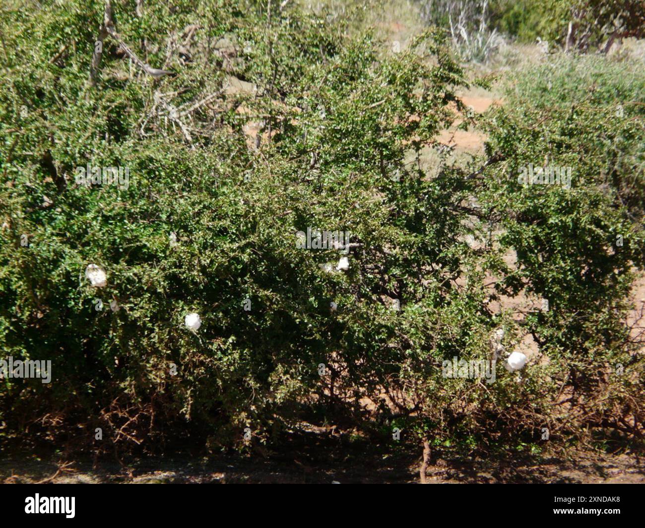 Peters' Foam-nest Tree Frog (Chiromantis petersii) Amphibia Stock Photo ...