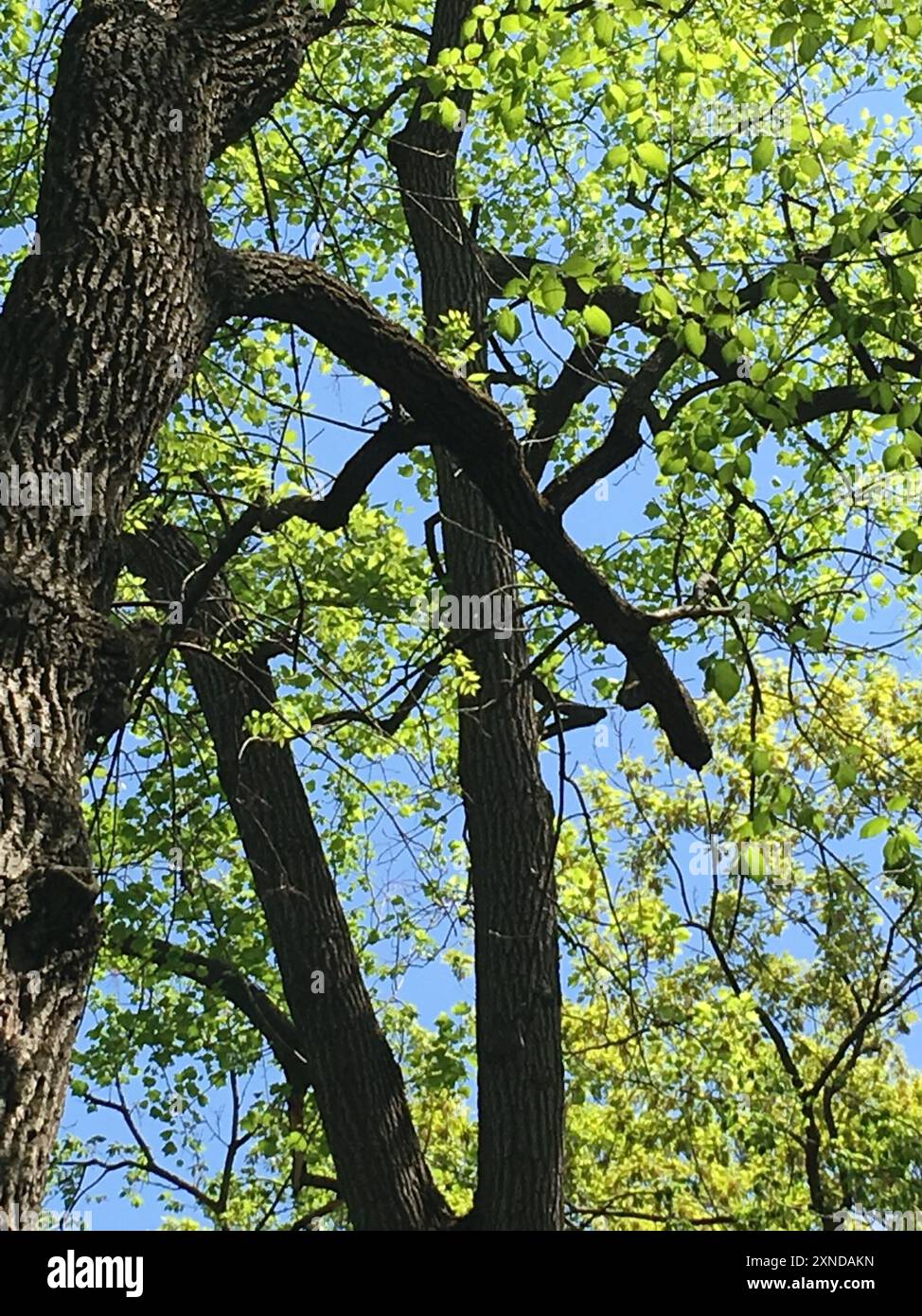 pumpkin ash (Fraxinus profunda) Plantae Stock Photo - Alamy