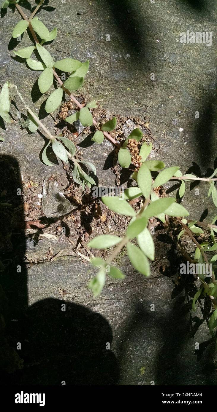 Stringy Stonecrop (Sedum sarmentosum) Plantae Stock Photo - Alamy