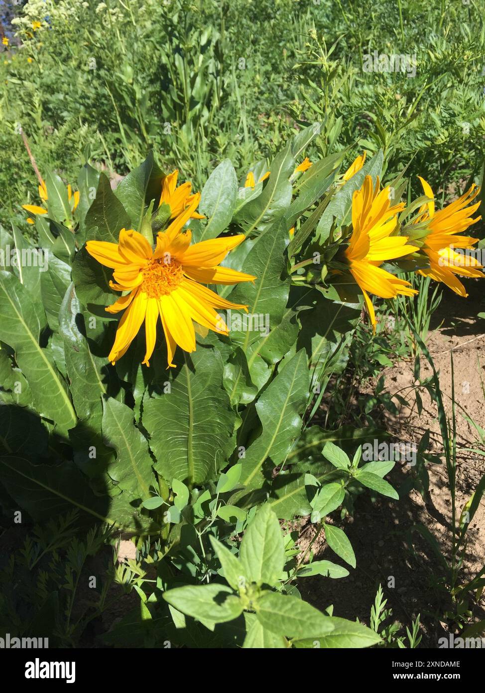 northern mule's ears (Wyethia amplexicaulis) Plantae Stock Photo - Alamy