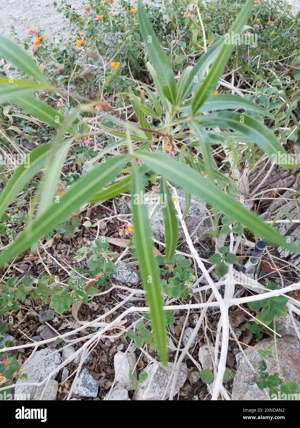 african sumac (Searsia lancea) Plantae Stock Photo - Alamy