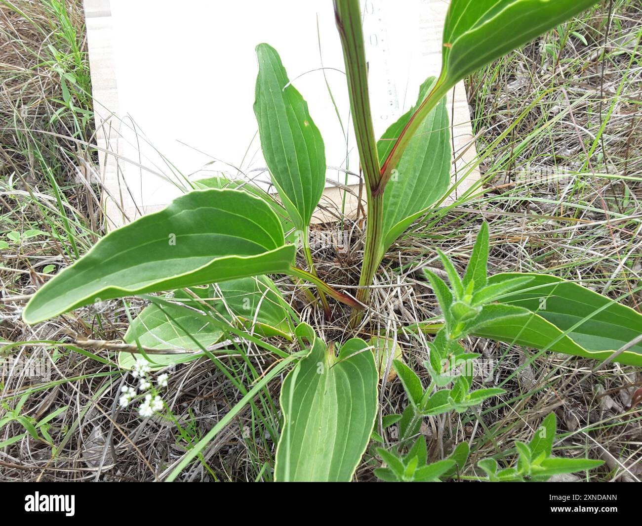 prairie Indian plantain (Arnoglossum plantagineum) Plantae Stock Photo ...