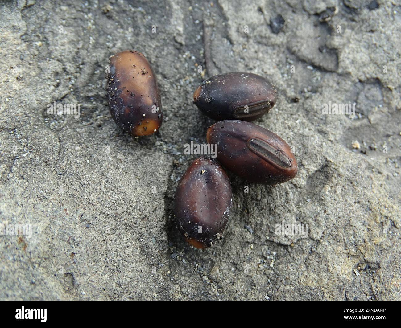 Beach Bean (Canavalia rosea) Plantae Stock Photo - Alamy