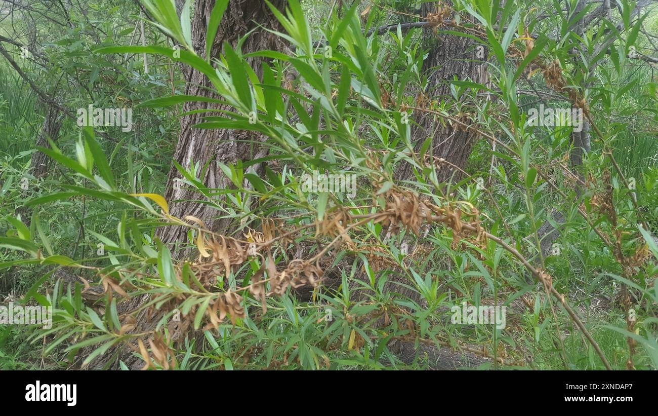 mule fat (Baccharis salicifolia) Plantae Stock Photo - Alamy