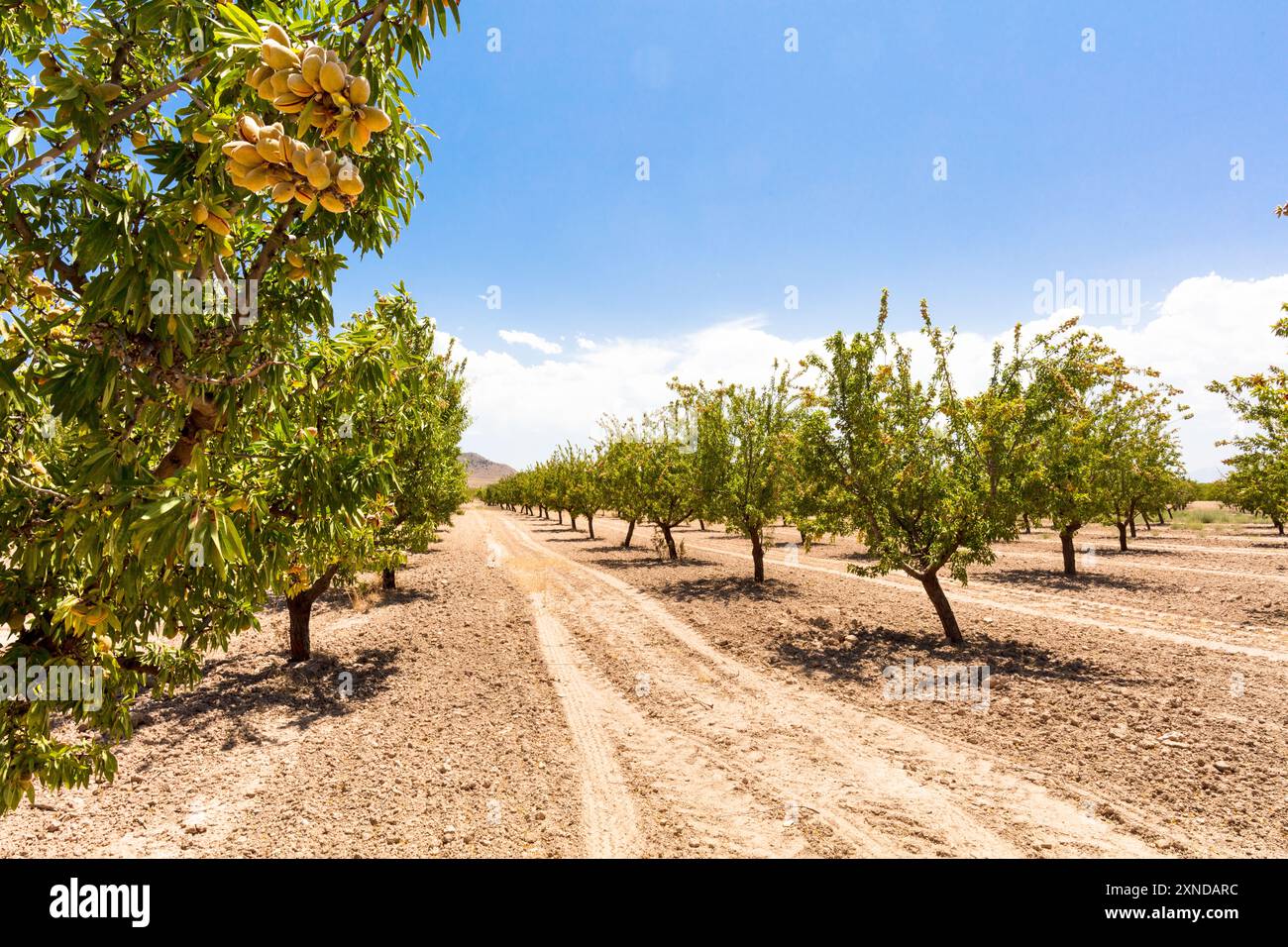 Almond Trees,Prunus Amygdalus, Almond grove in the Granada region of ...