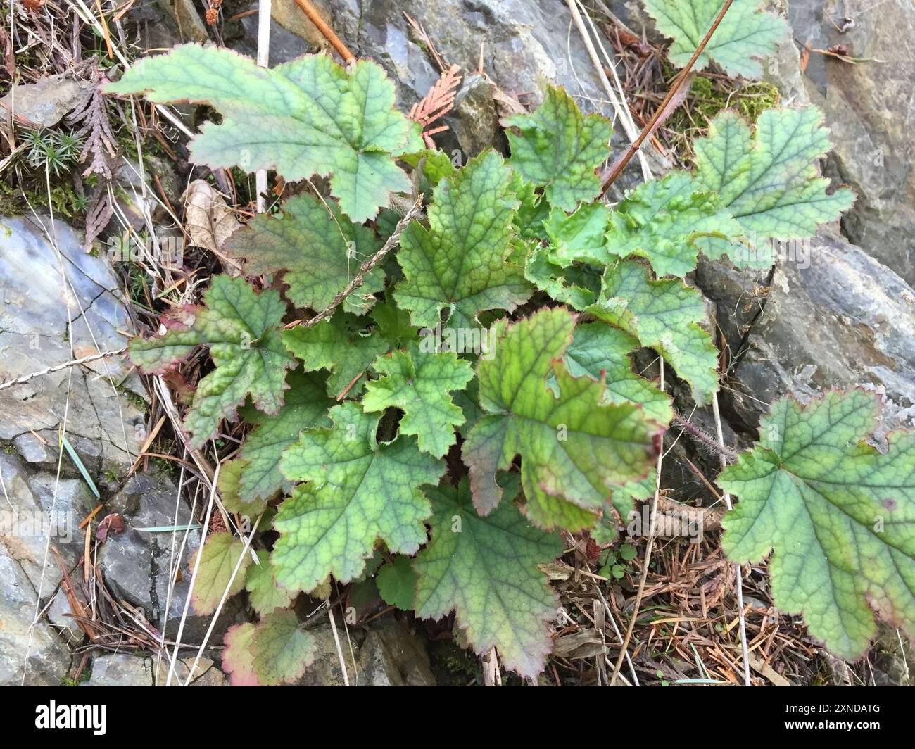 crevice alumroot (Heuchera micrantha) Plantae Stock Photo - Alamy