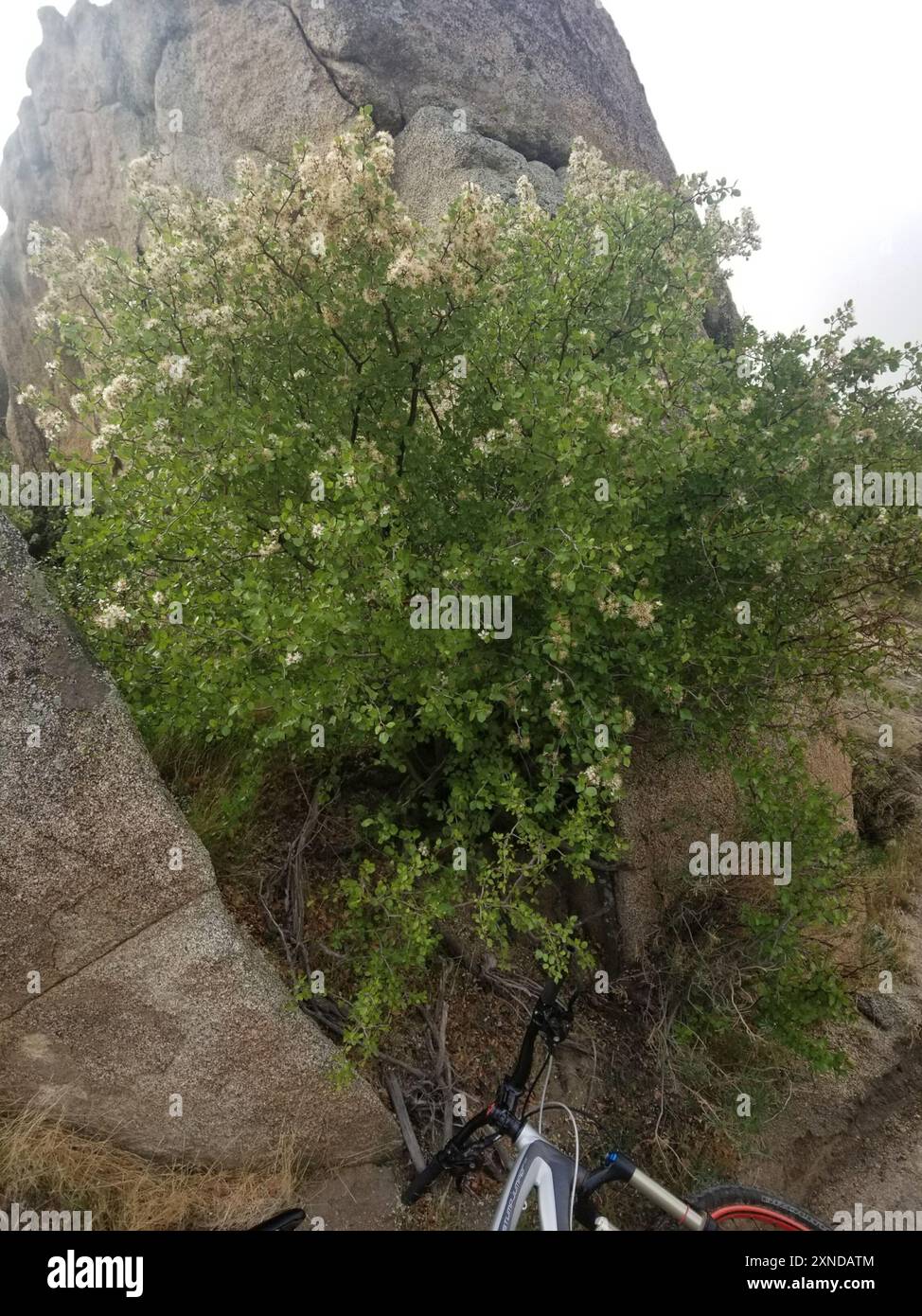 Desert Apricot (Prunus fremontii) Plantae Stock Photo - Alamy