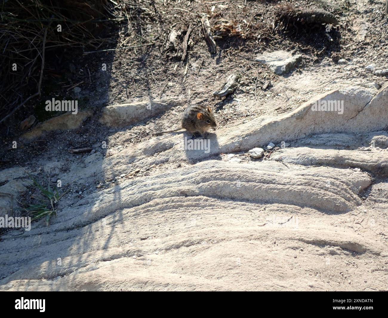 Cape Four-striped Grass Mouse (Rhabdomys pumilio) Mammalia Stock Photo ...