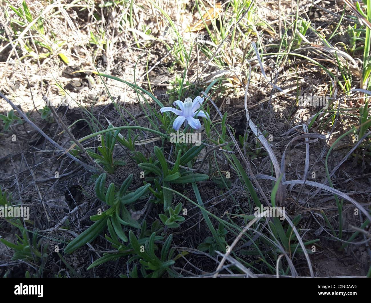 Funnel-Flower (Androstephium coeruleum) Plantae Stock Photo - Alamy