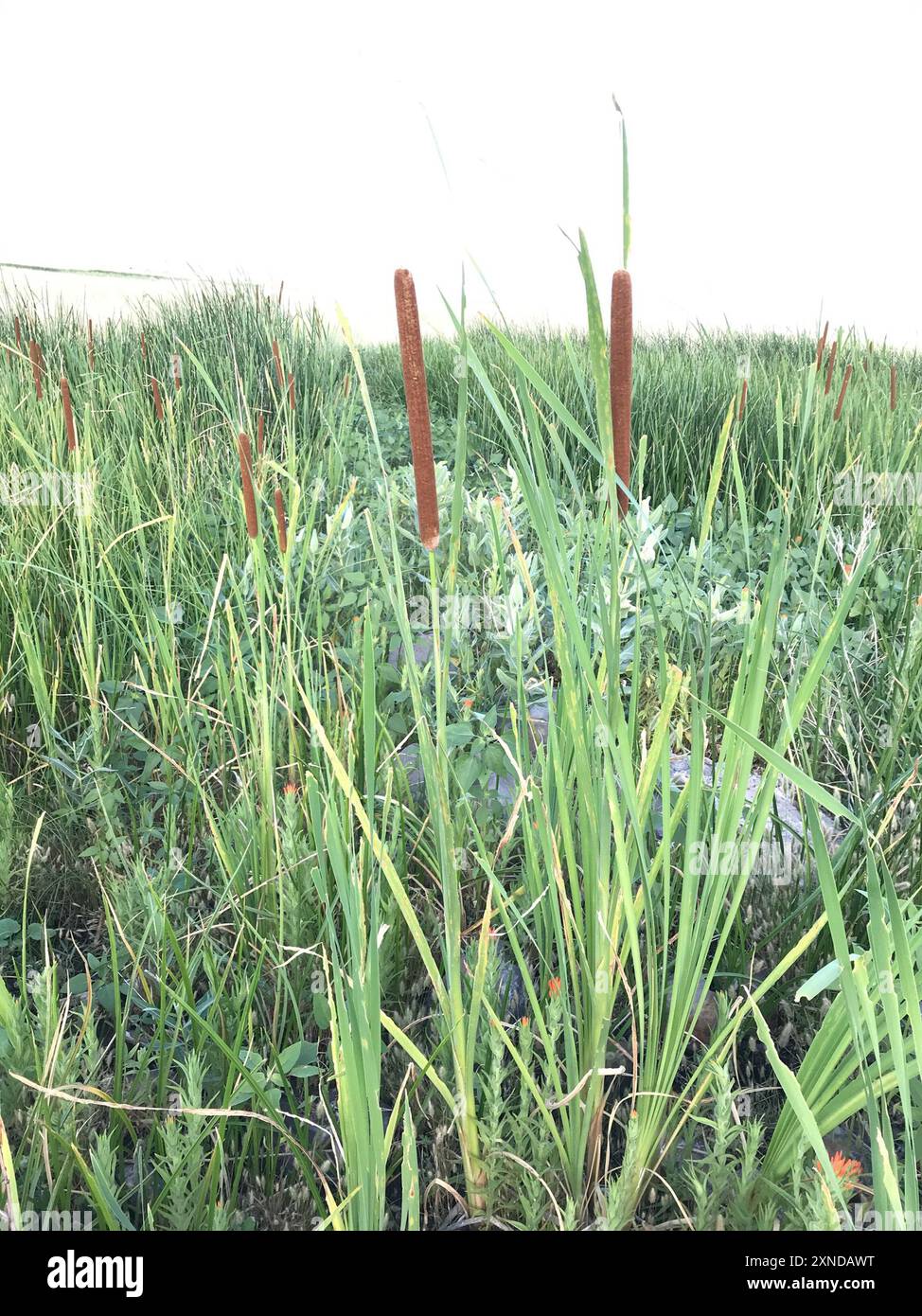Cattails (Typha) Plantae Stock Photo - Alamy