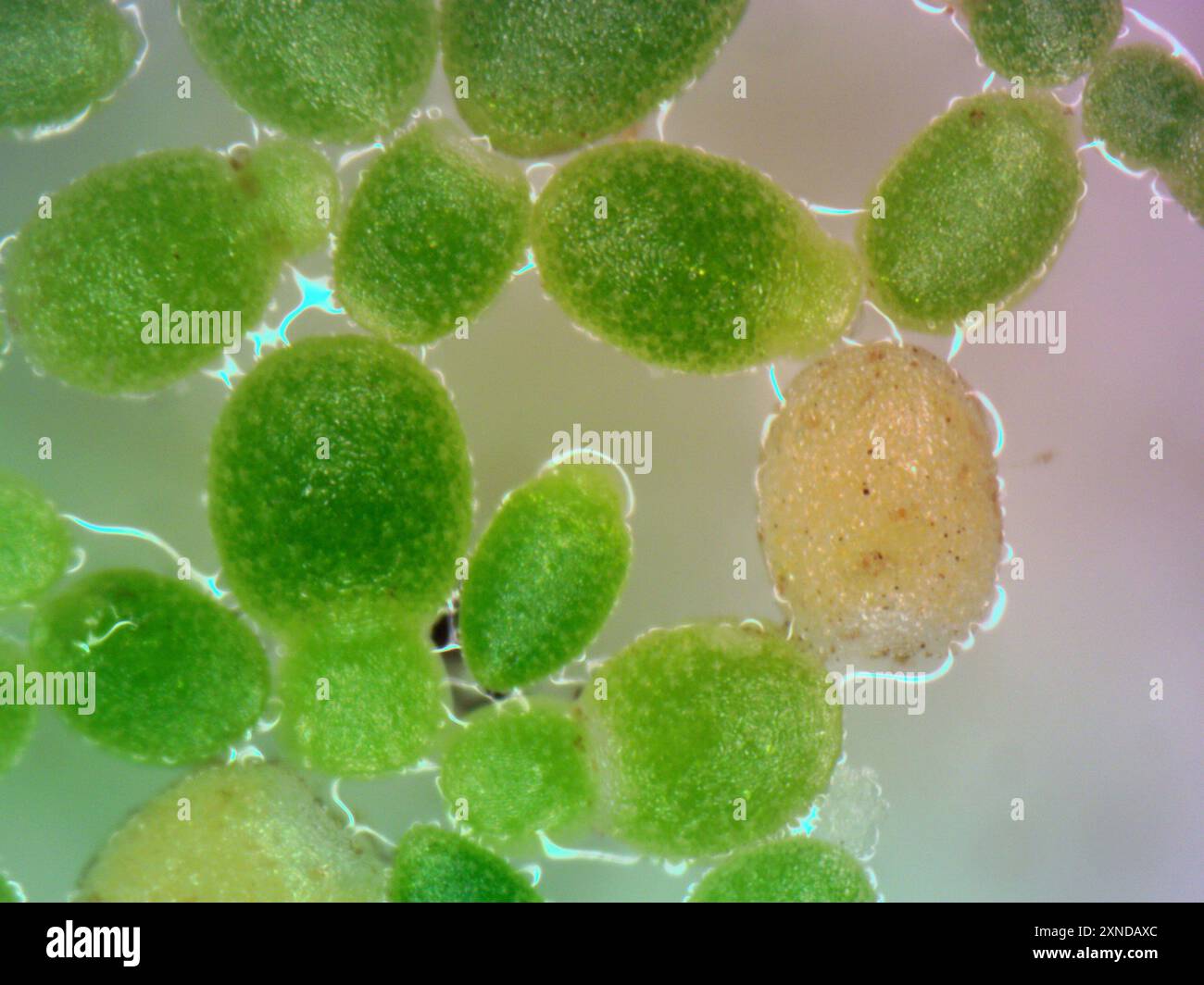 Columbian Watermeal (Wolffia columbiana) Plantae Stock Photo - Alamy
