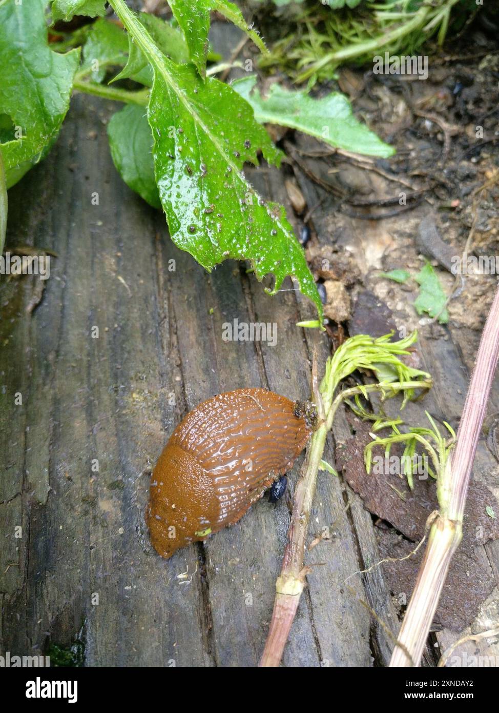 Arion Slugs (Arion) Mollusca Stock Photo - Alamy