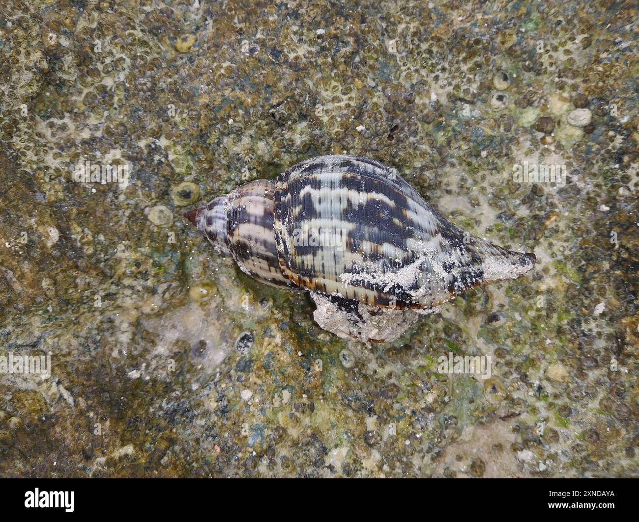 True Tulip (Fasciolaria tulipa) Mollusca Stock Photo - Alamy