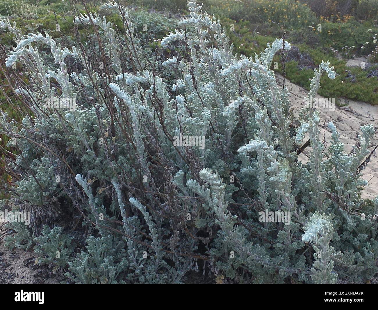 coastal sagewort (Artemisia pycnocephala) Plantae Stock Photo - Alamy