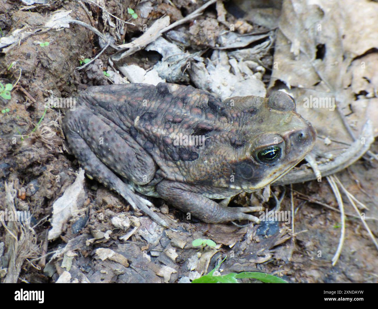 Beaked Toads (Rhinella) Amphibia Stock Photo - Alamy