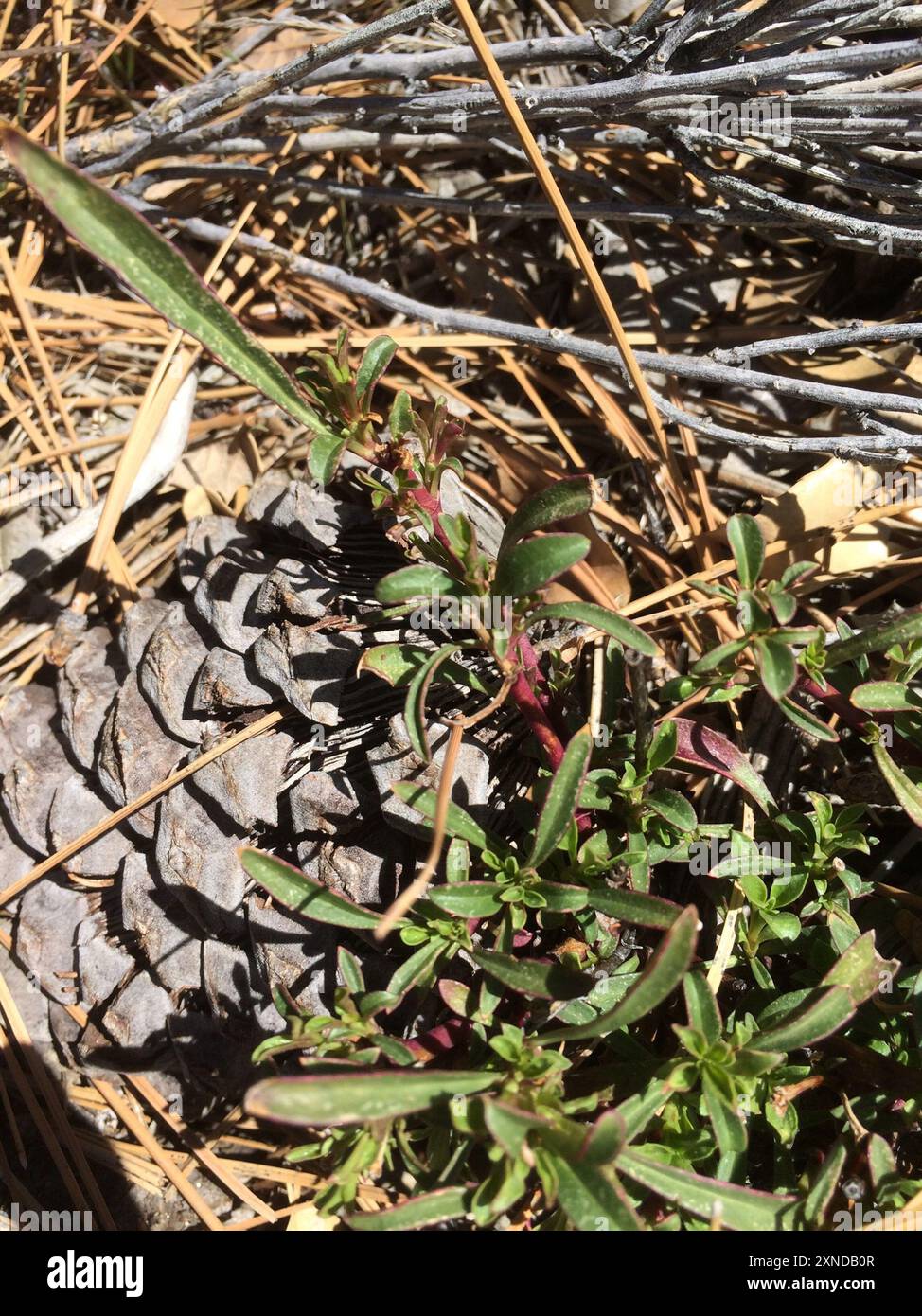 Bridges' penstemon (Penstemon rostriflorus) Plantae Stock Photo - Alamy