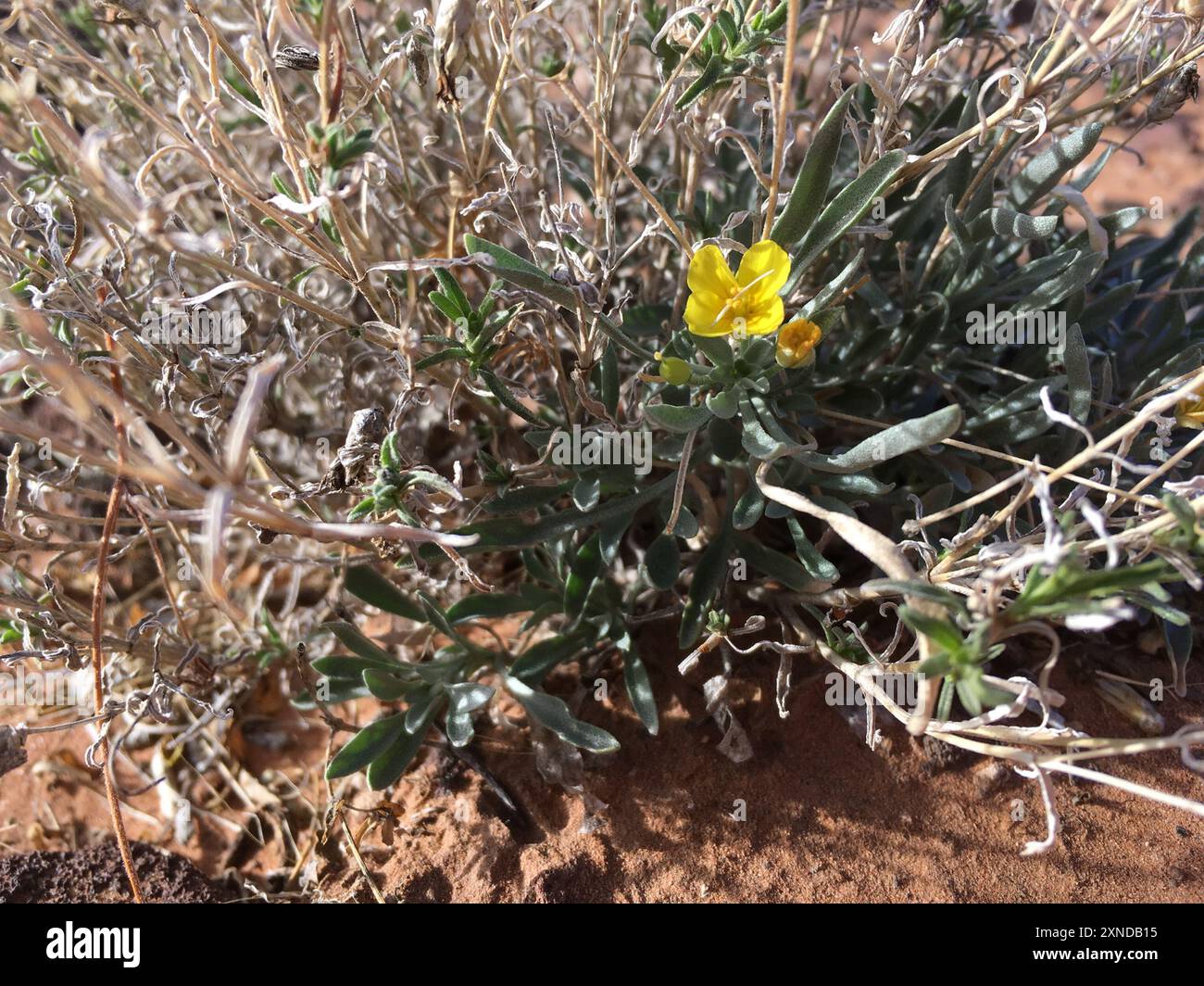 Fendler's bladderpod (Physaria fendleri) Plantae Stock Photo - Alamy