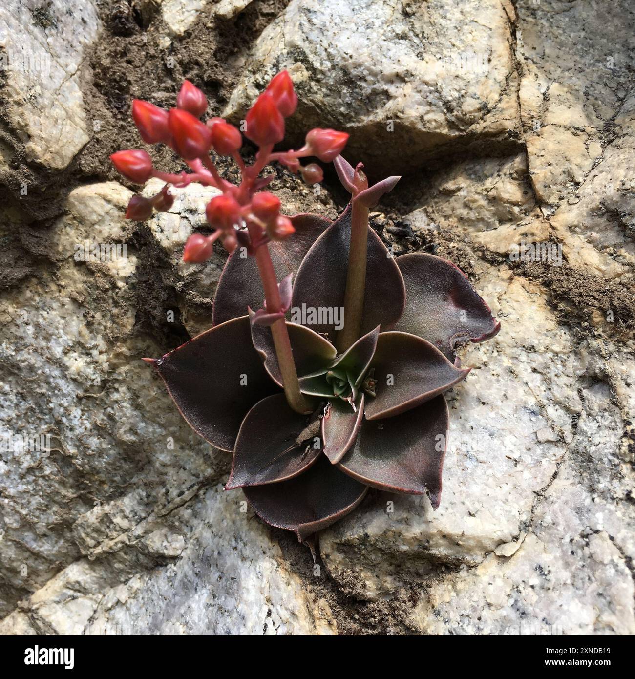Transverse Ranges Liveforever (Dudleya cymosa pumila) Plantae Stock ...