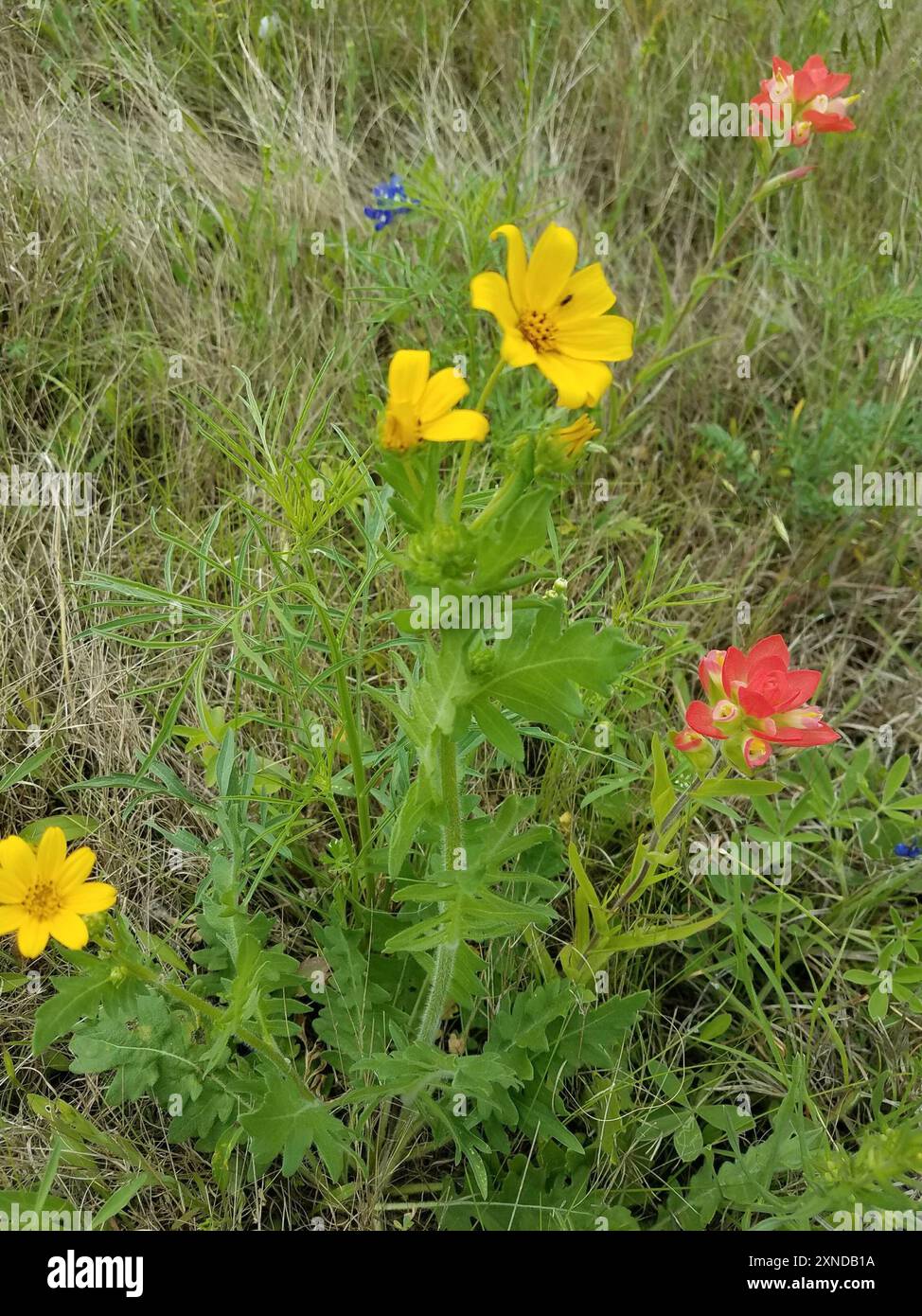 Engelmann daisy (Engelmannia peristenia) Plantae Stock Photo - Alamy