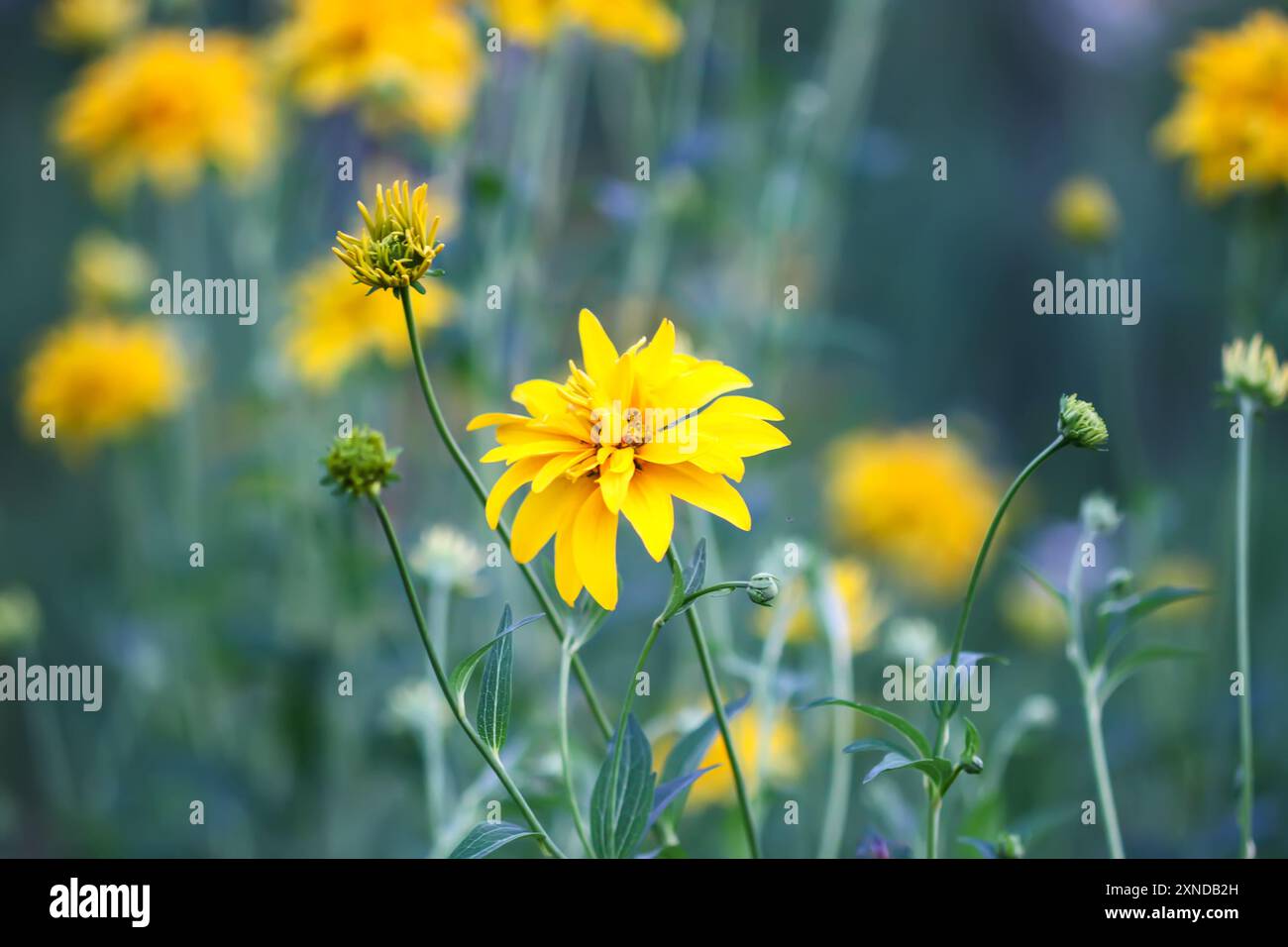 Golden ball flowers hi-res stock photography and images - Alamy