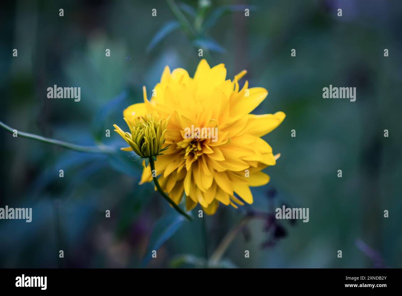 Golden ball flowers hi-res stock photography and images - Alamy