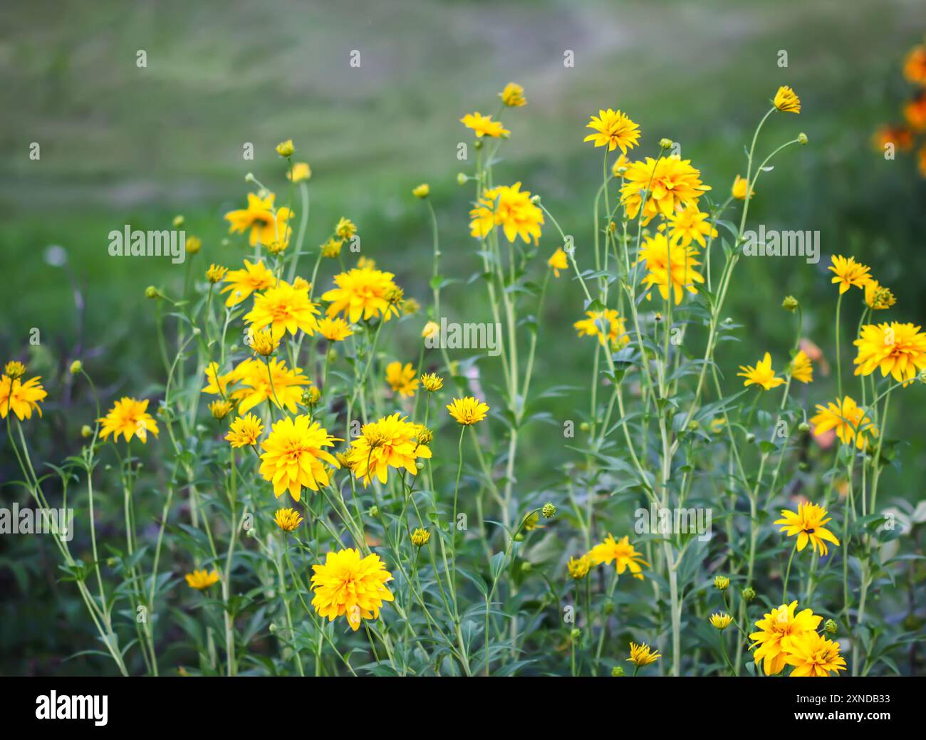 Golden ball flowers hi-res stock photography and images - Alamy