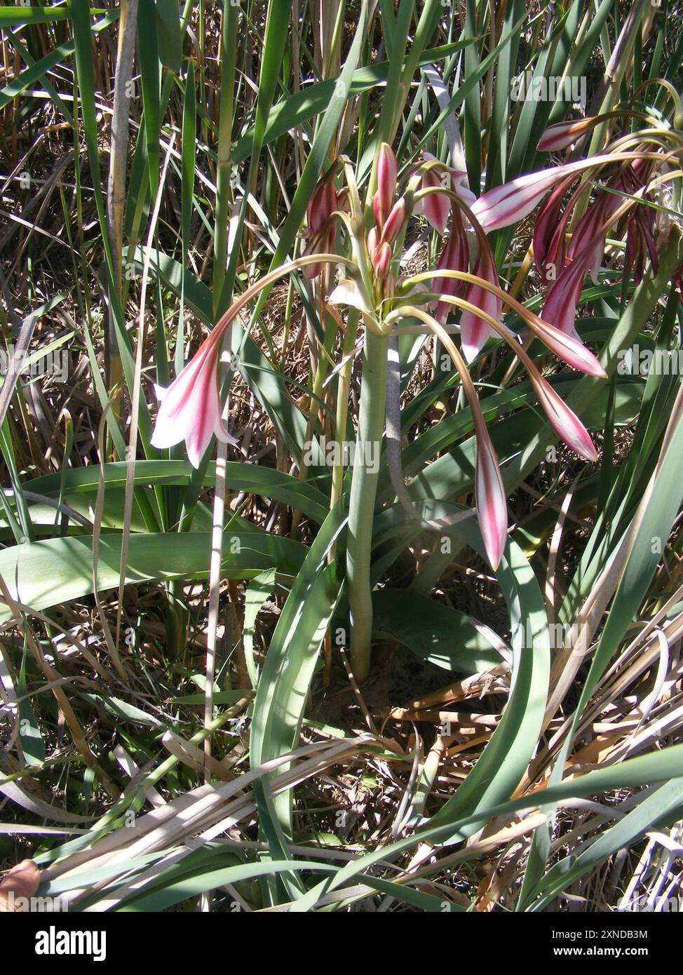 Orange River Swamplily (Crinum bulbispermum) Plantae Stock Photo - Alamy