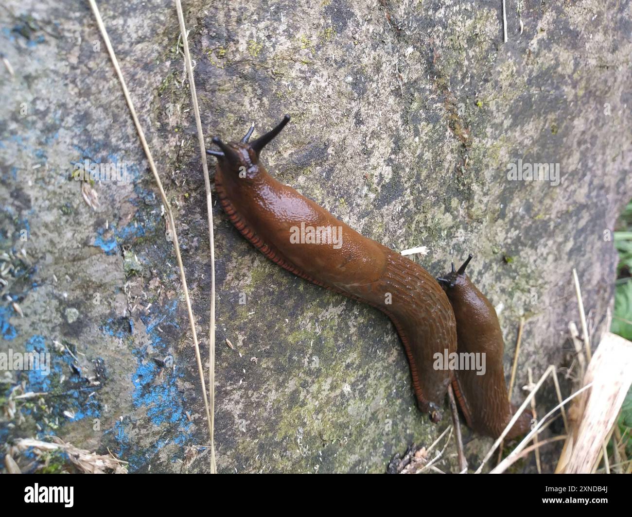 Black Slug (Arion ater) Mollusca Stock Photo - Alamy