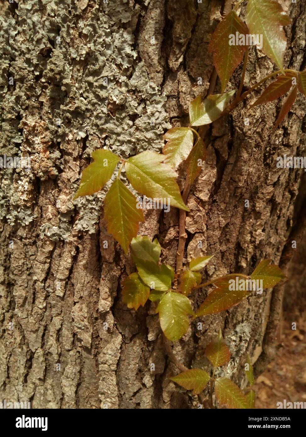eastern poison ivy (Toxicodendron radicans) Plantae Stock Photo - Alamy