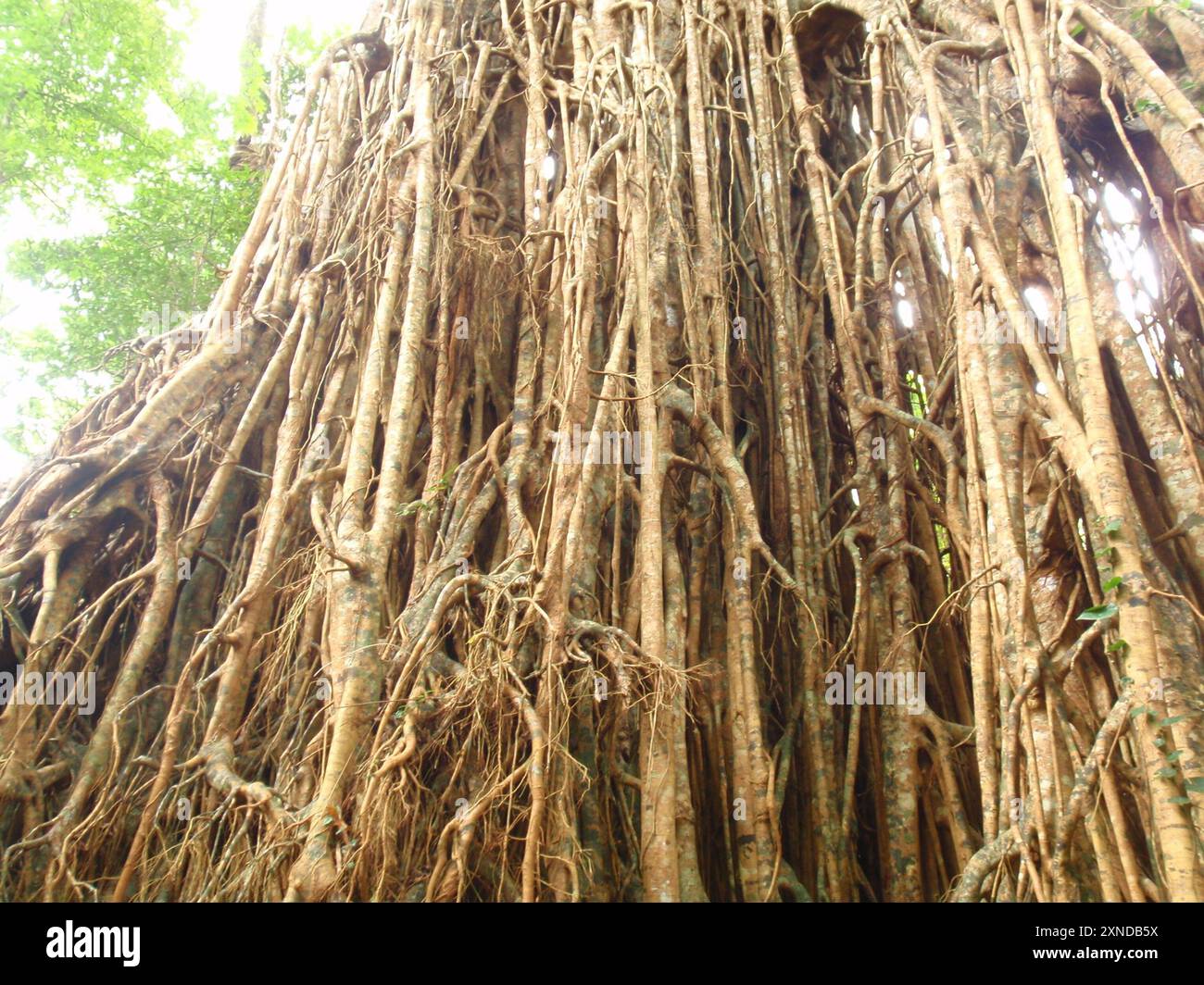White fig (Ficus virens) Plantae Stock Photo - Alamy