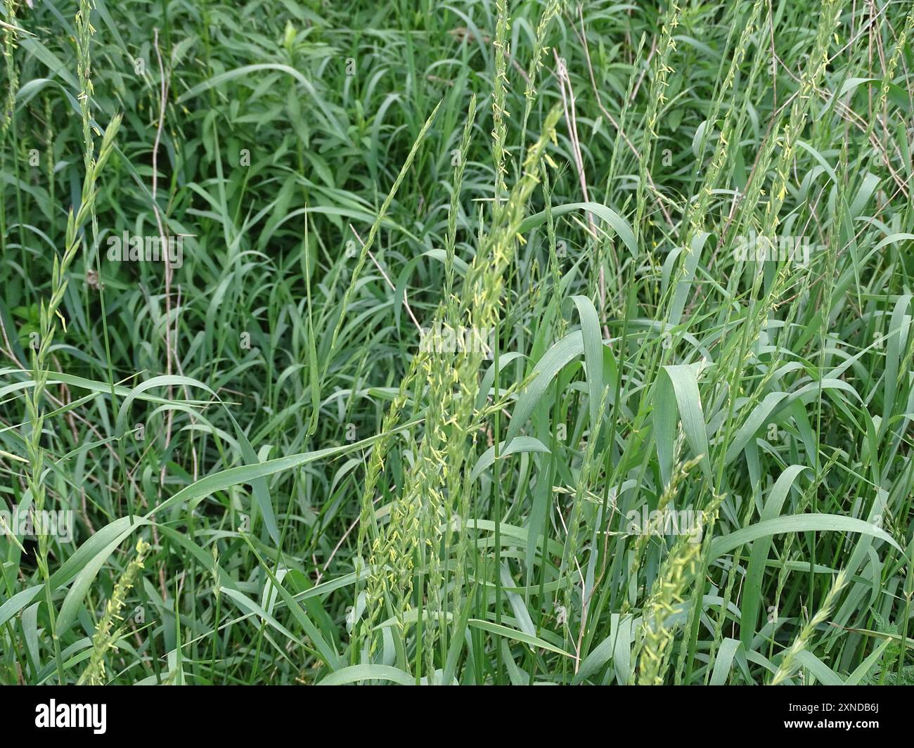 Quack Grass (Elymus repens) Plantae Stock Photo - Alamy
