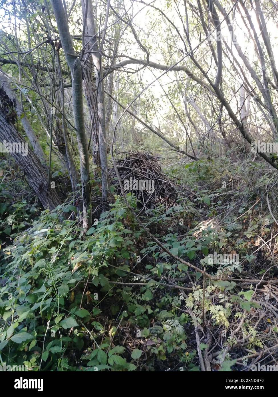 Woodrats (Neotoma) Mammalia Stock Photo - Alamy