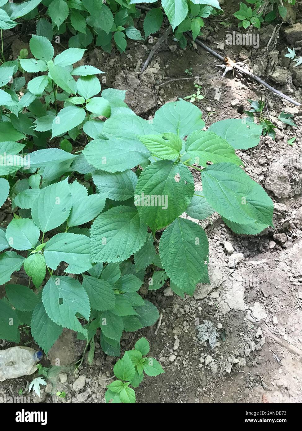 wood nettle (Laportea canadensis) Plantae Stock Photo - Alamy