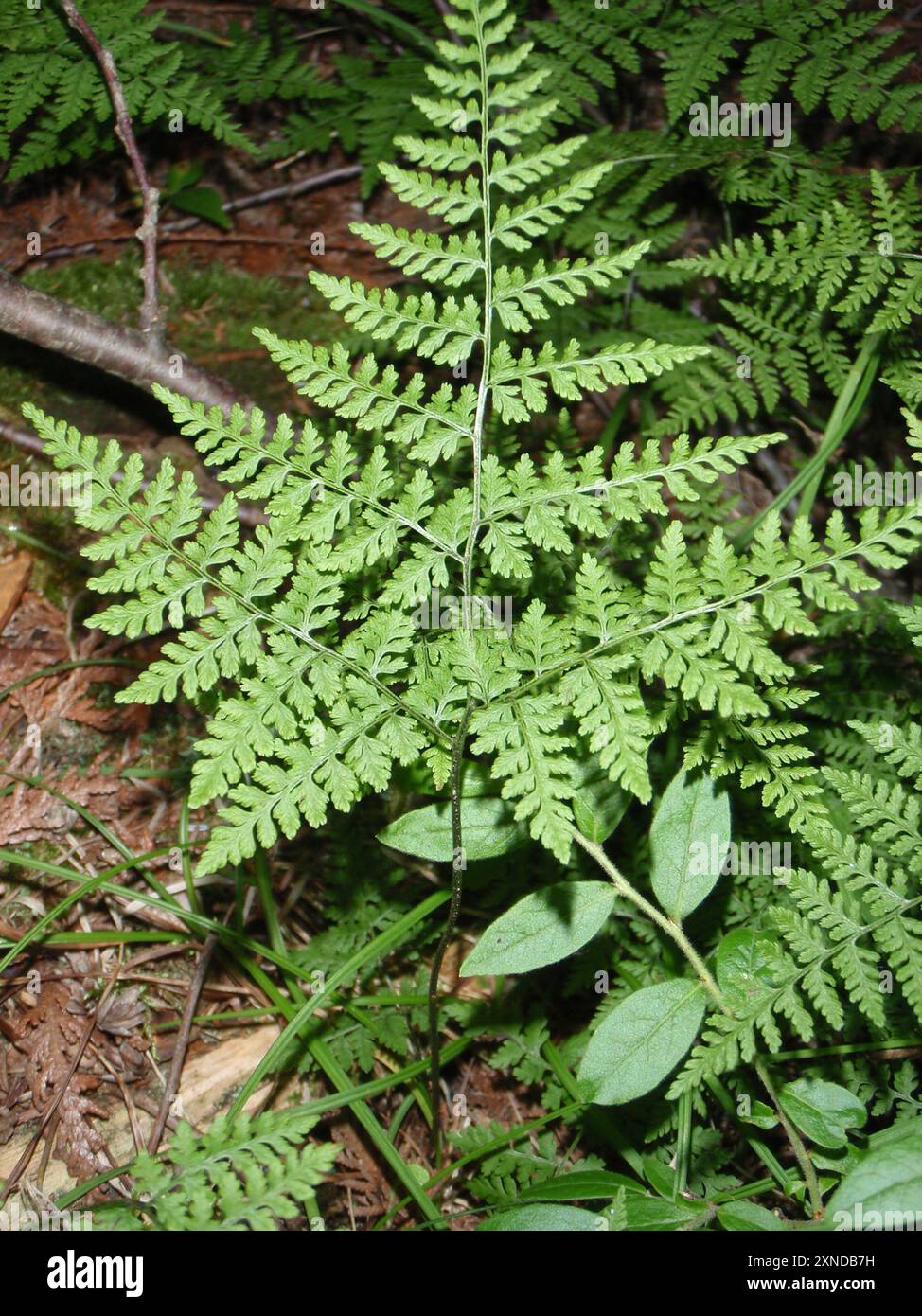 mountain bladder-fern (Cystopteris montana) Plantae Stock Photo - Alamy