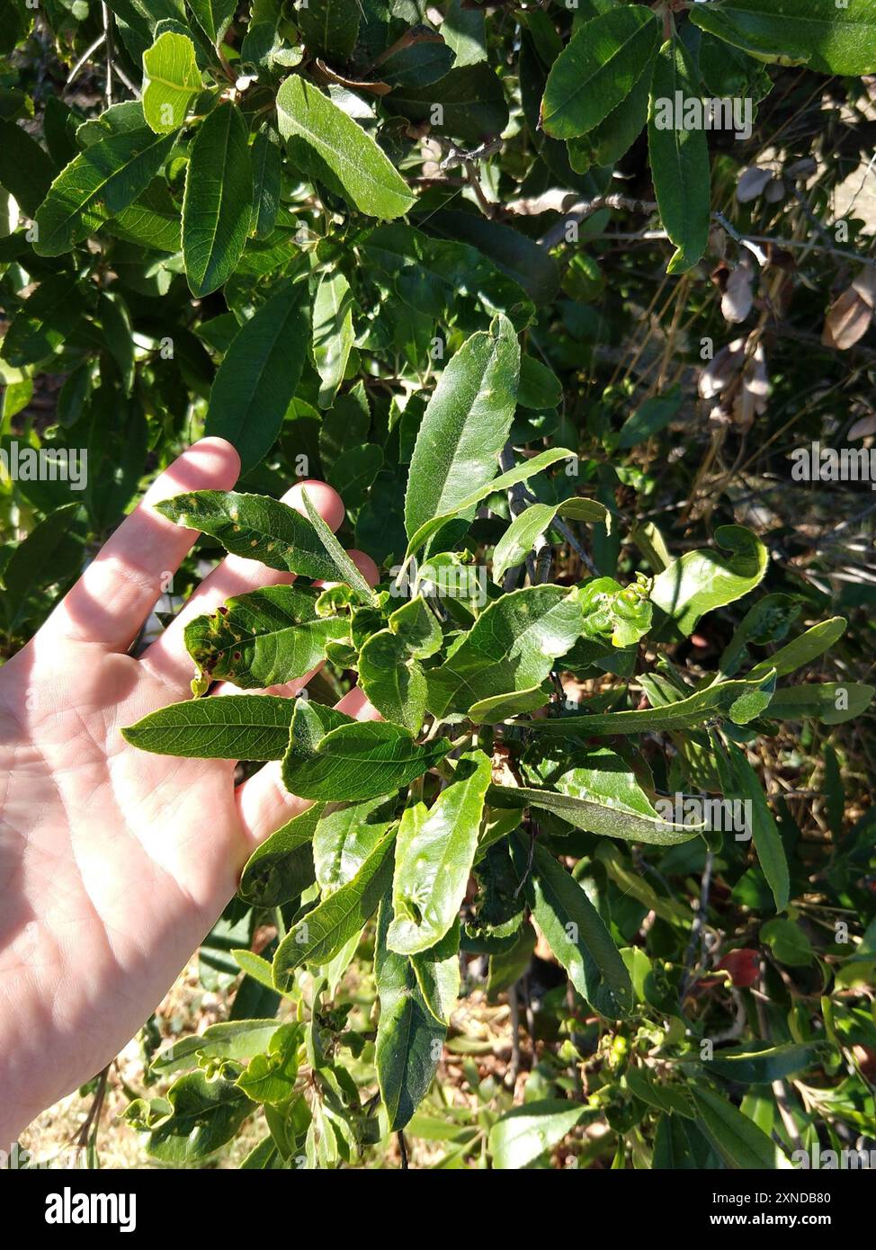 Toyon gall thrips hi-res stock photography and images - Alamy