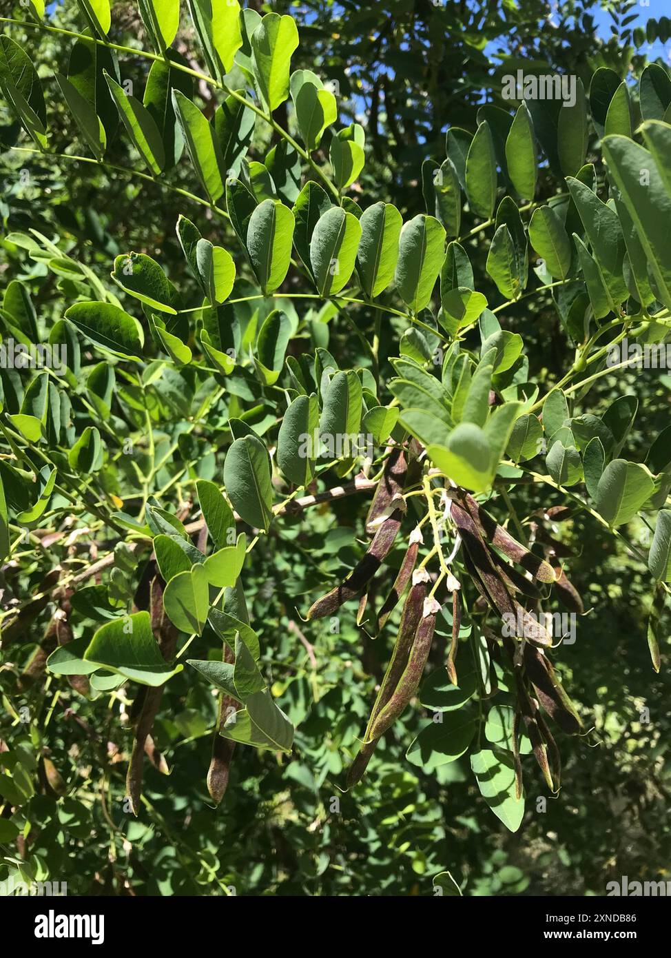 Locust Trees (Robinia) Plantae Stock Photo - Alamy