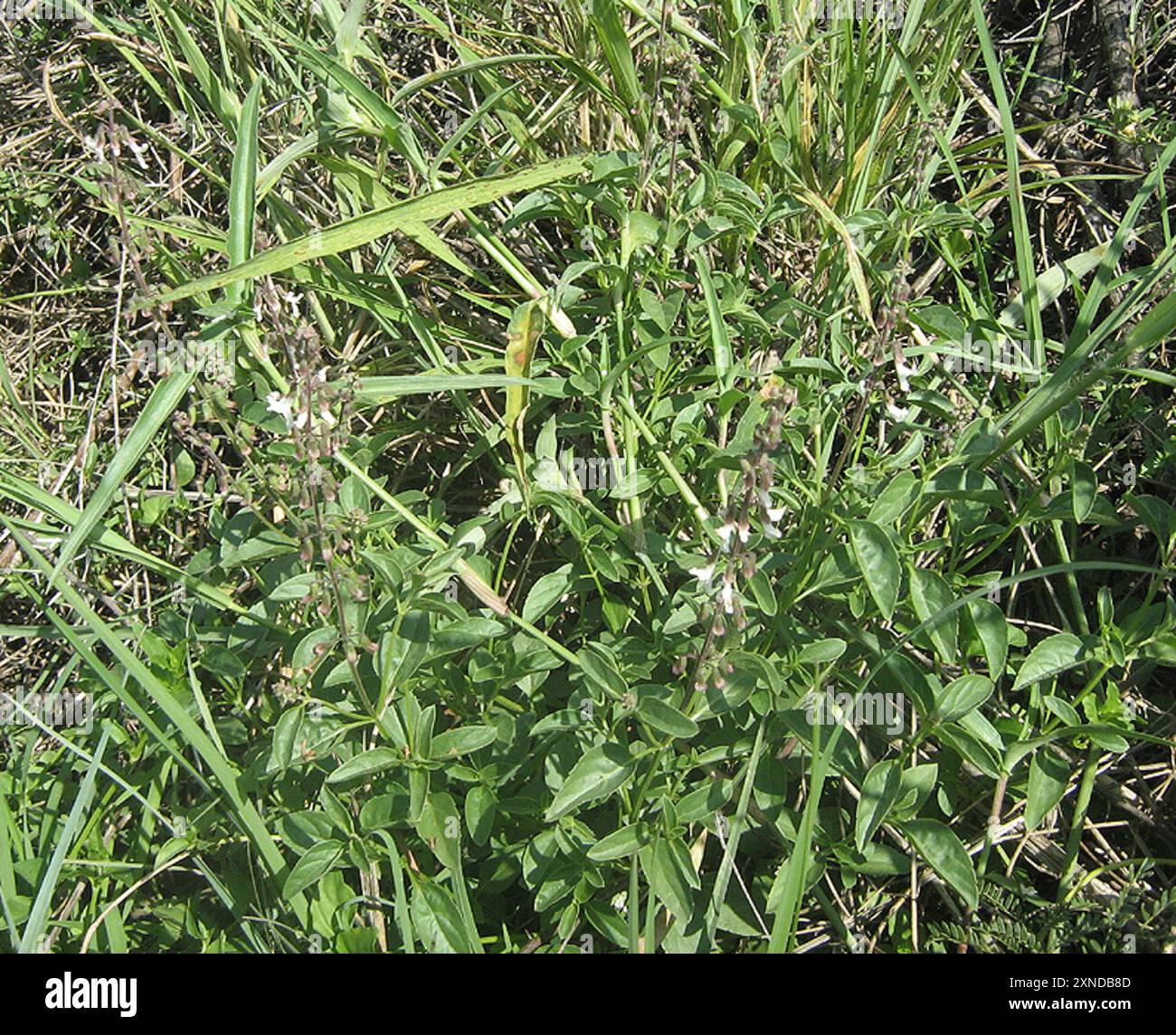 Purple Piccadill (Orthosiphon schimperi) Plantae Stock Photo - Alamy