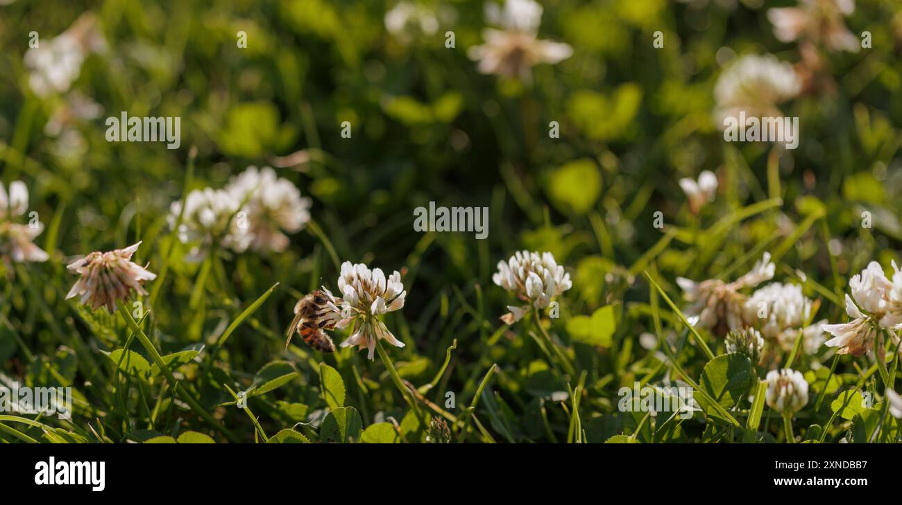 Honey bee collecting nectar on clover blossom. Pollination ...