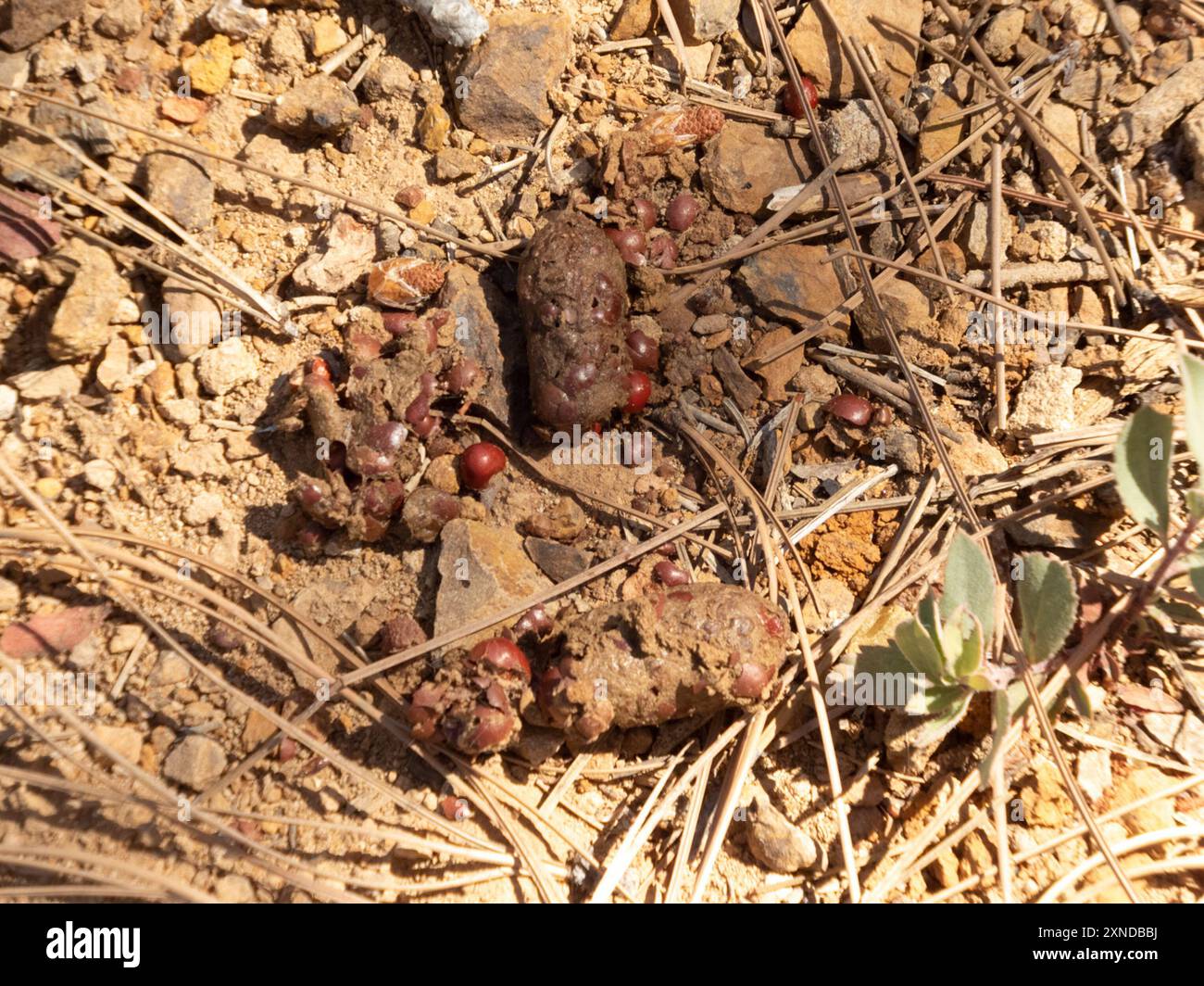 Mammals (Mammalia) Mammalia Stock Photo - Alamy
