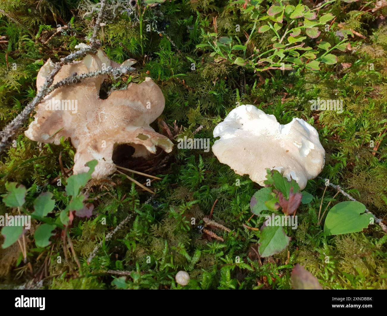 Sheep Polypore (Albatrellus ovinus) Fungi Stock Photo - Alamy