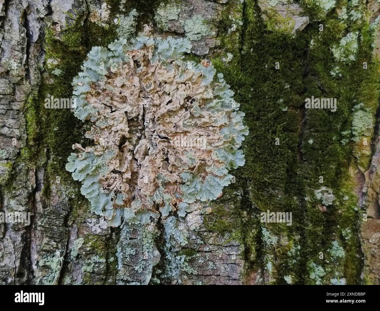 Reticulate Shield (Crespoa crozalsiana) Fungi Stock Photo - Alamy