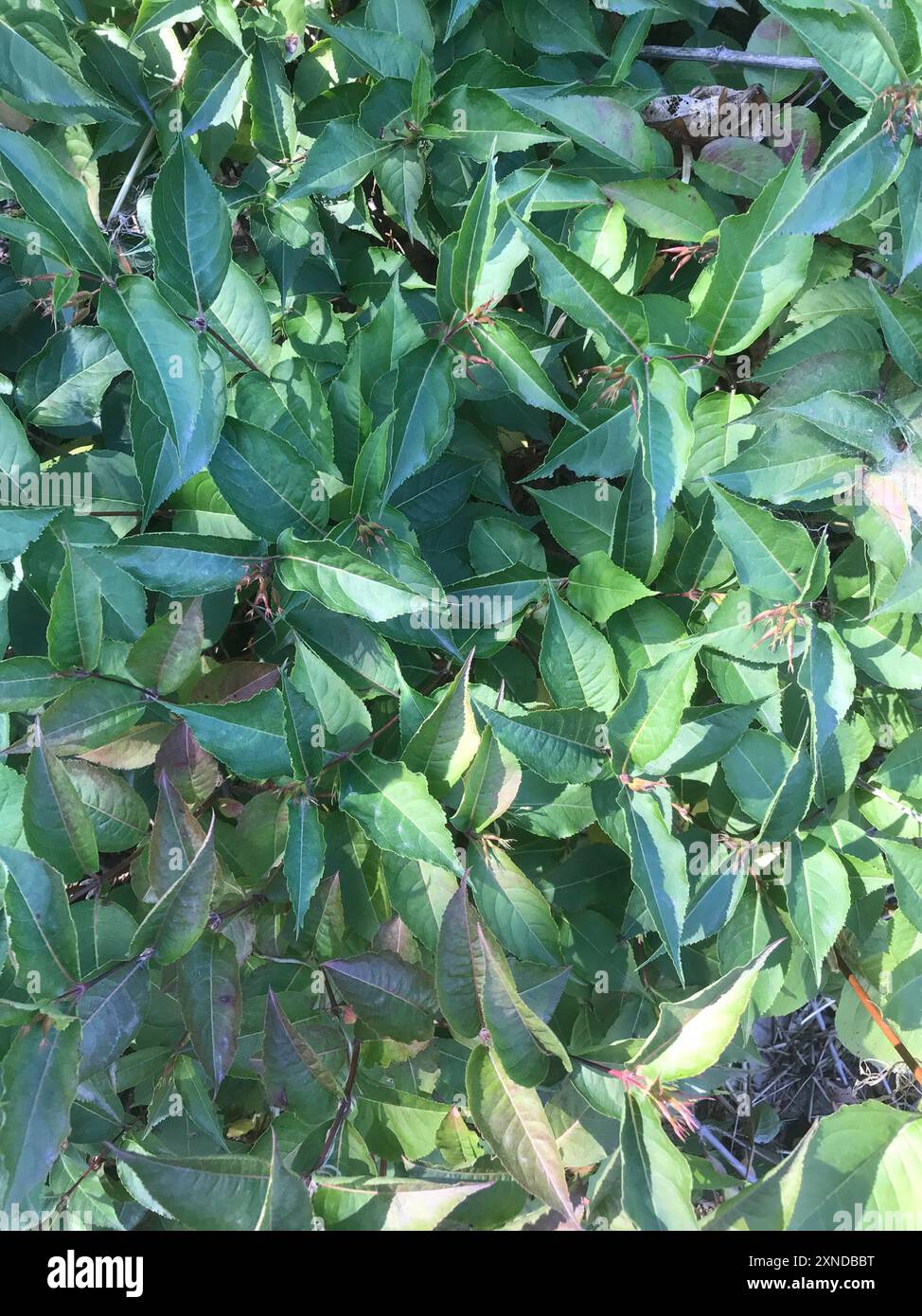 northern bush honeysuckle (Diervilla lonicera) Plantae Stock Photo - Alamy